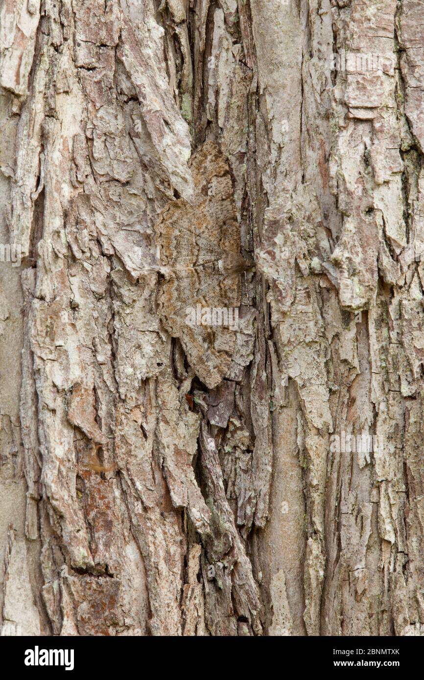 Boarmia repandata hi-res stock photography and images - Alamy
