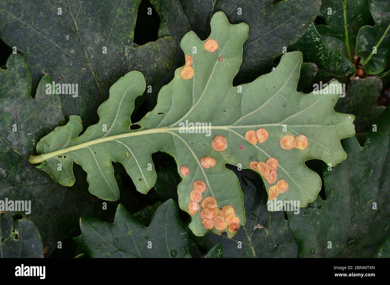 Common spangle galls of Cynipid wasp (Neuroterus quercusbaccarum) on ...