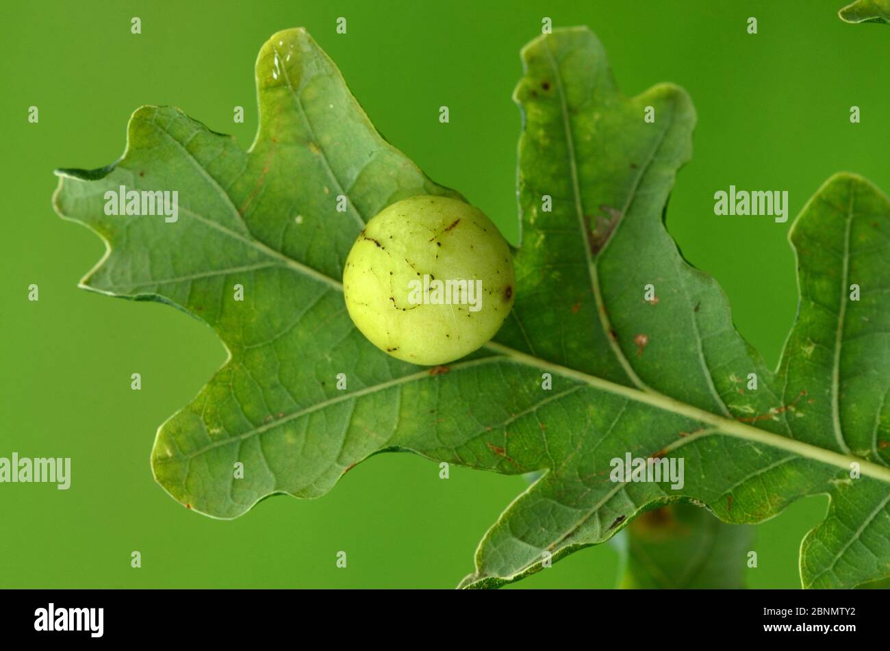 Cherry gall of the Gall wasp (Cynips quercusfolii) on the underside of ...