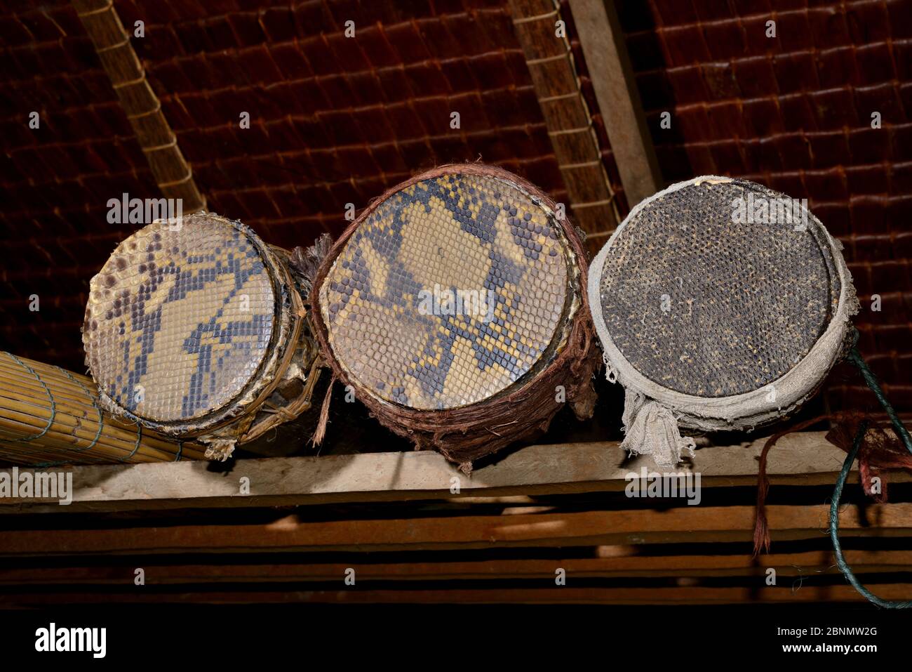 Reticulated python (Python reticulata) and Monitor (Varanus) skin drums ...