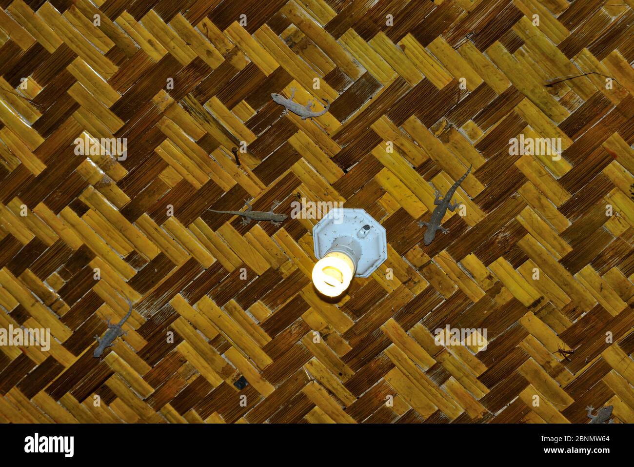 Common house gecko (Hemidactylus frenatus) indoors on ceiling ...