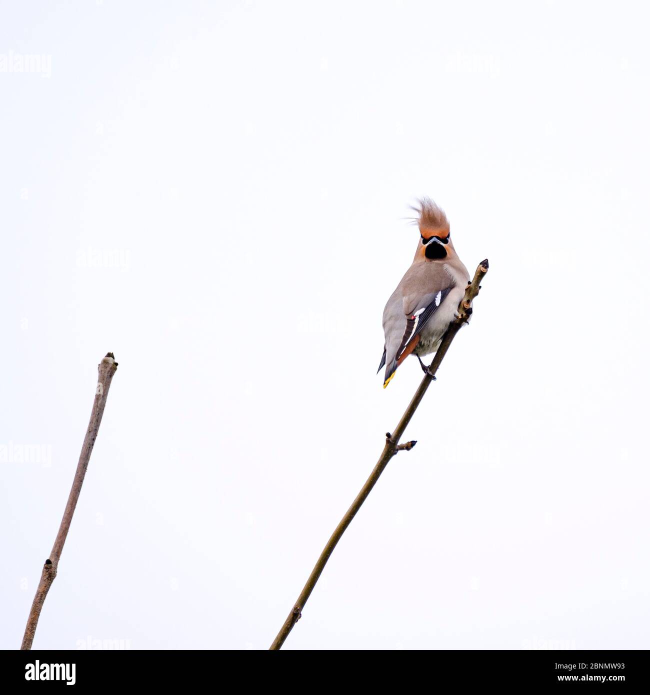 Waxwing or plague bird hi-res stock photography and images - Alamy
