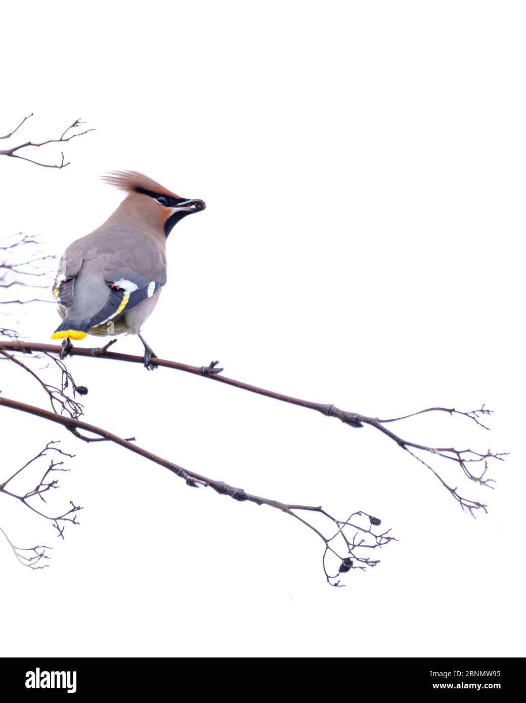 Birds tree berries Cut Out Stock Images & Pictures - Alamy