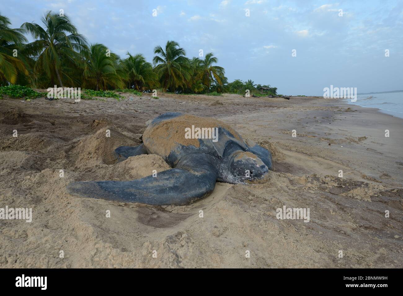 Leatherback sea turtle (Dermochelys coriacea), on beach, French Guiana ...