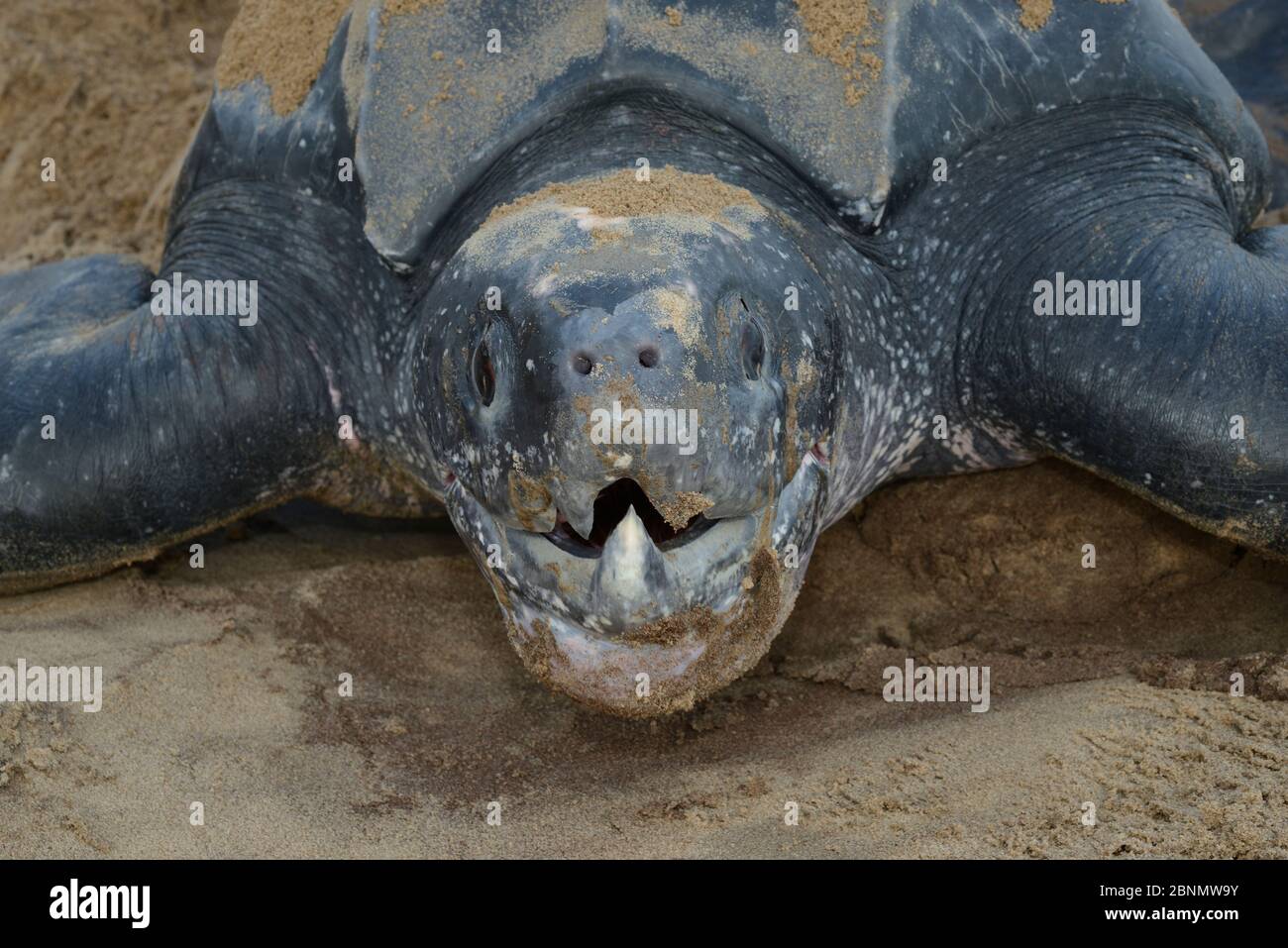 Leatherback sea turtle (Dermochelys coriacea), on beach, French Guiana ...