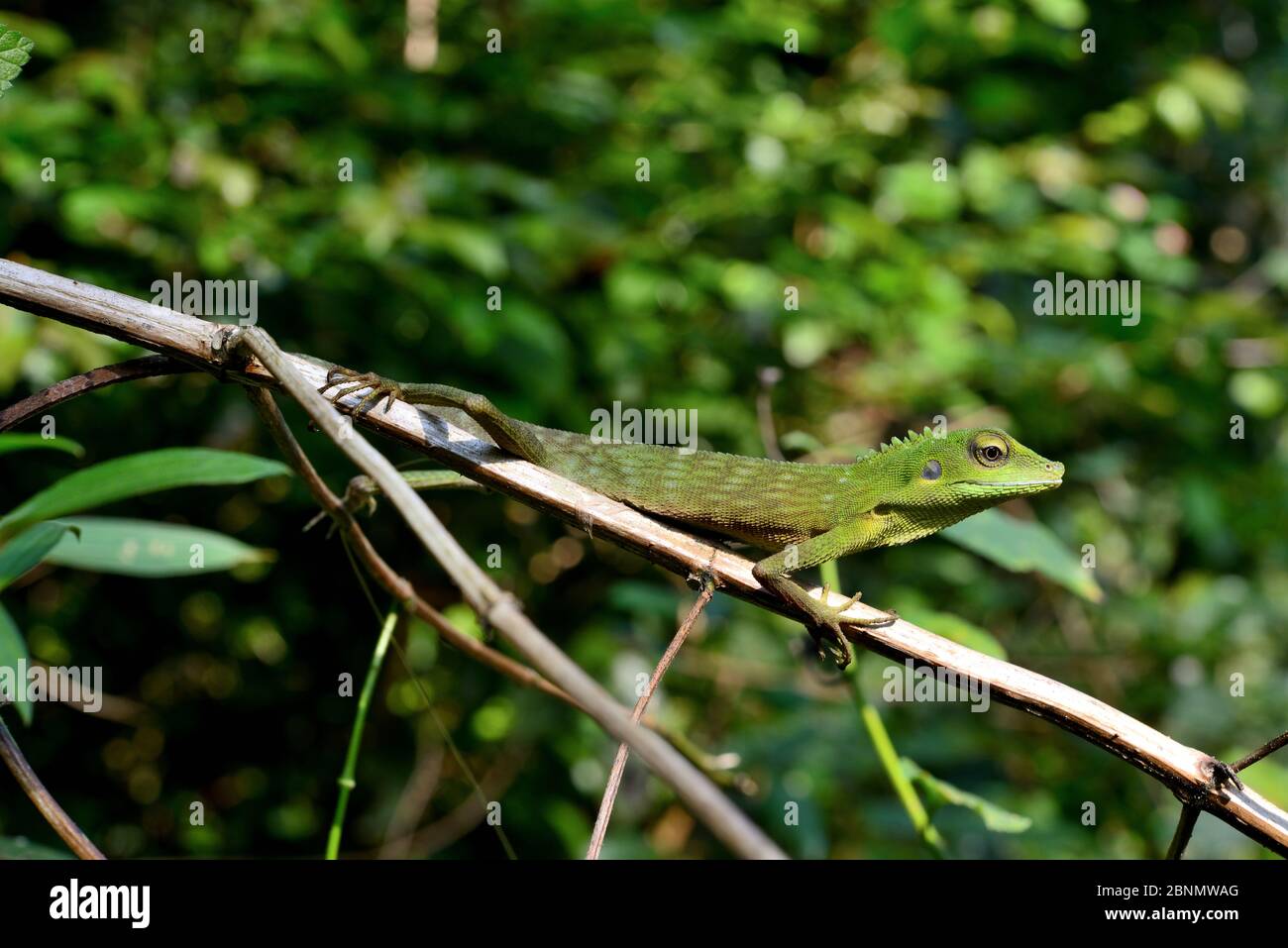 Green crested lizard (Bronchocela cristatella) Gunung Leuser, Sumatra ...