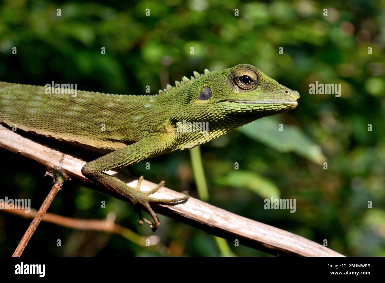 Green crested lizard (Bronchocela cristatella) Gunung Leuser, Sumatra ...