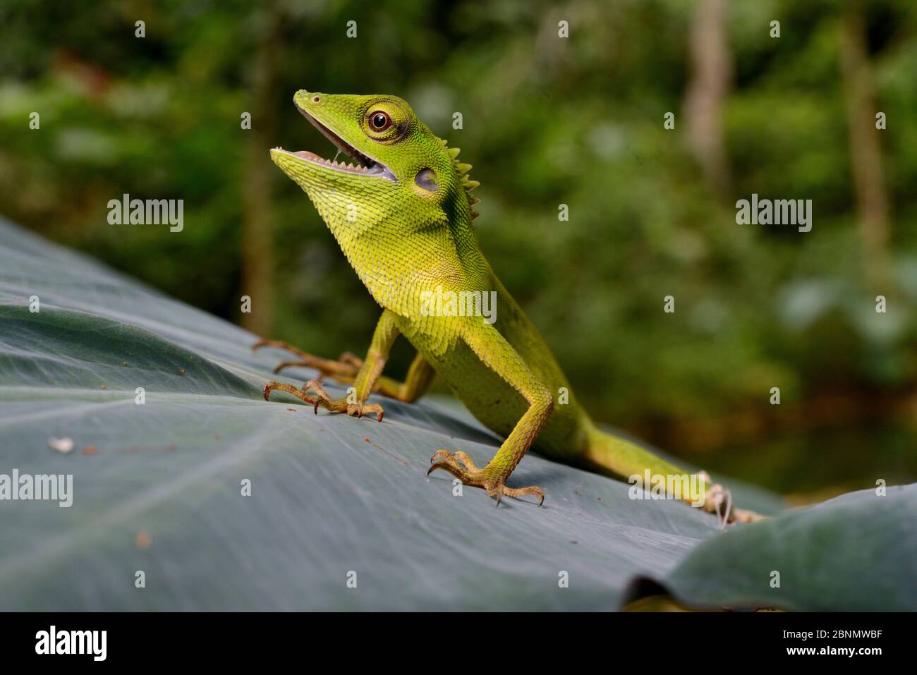 Green crested lizard (Bronchocela cristatella) Gunung Leuser, Sumatra ...