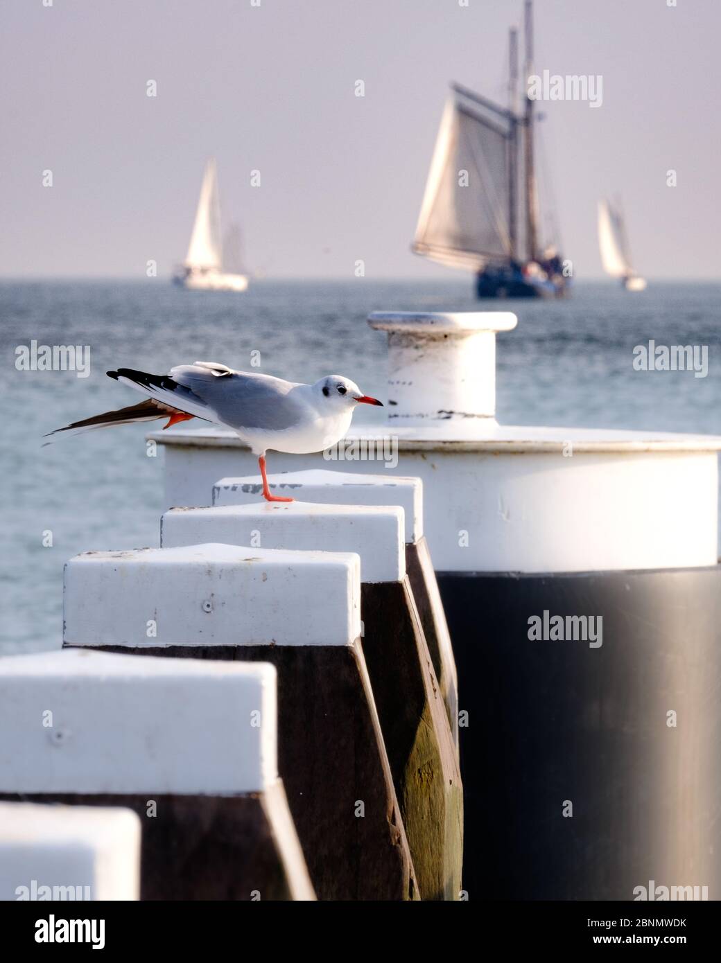 Seagull with ships Stock Photo - Alamy