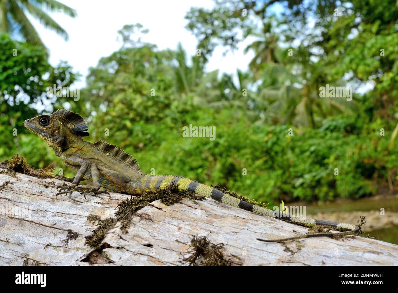 Giant forest dragon hi-res stock photography and images - Alamy