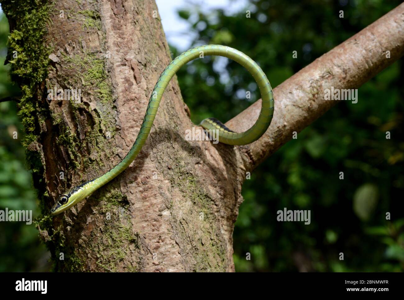 Painted bronzeback snake (Dendrelaphis pictus) in tree, Sumatra Stock ...