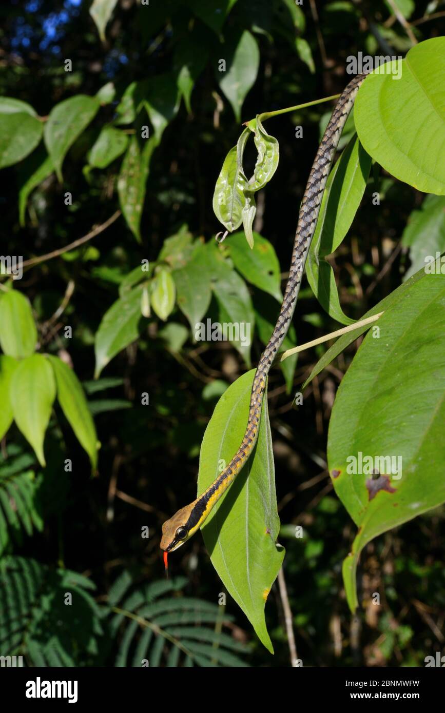 Painted bronzeback snake (Dendrelaphis pictus) in tree, Sumatra Stock ...