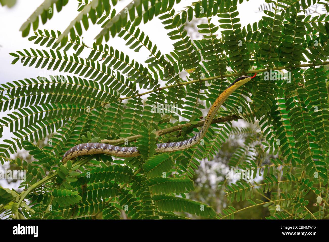 Common bronzeback tree snake hi-res stock photography and images - Alamy