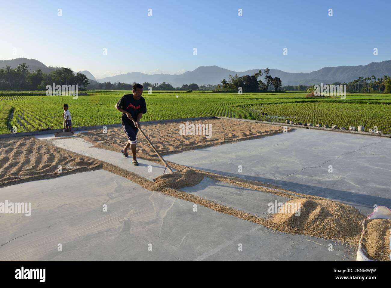 Sumatran farmer drying rice crop, Sumatra, June 2016 Stock Photo - Alamy