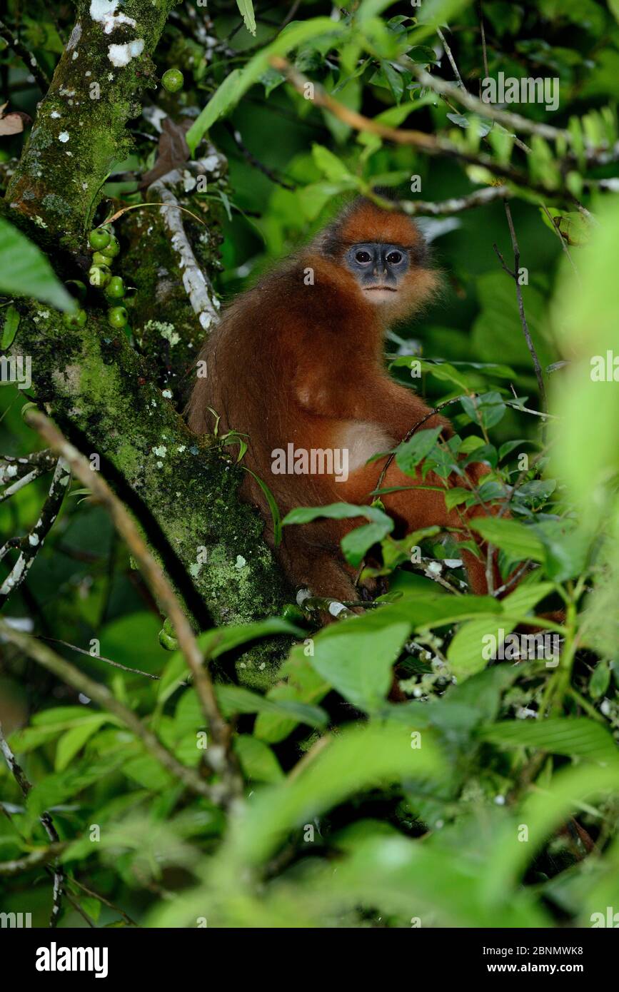 Presbytis melalophus hi-res stock photography and images - Alamy