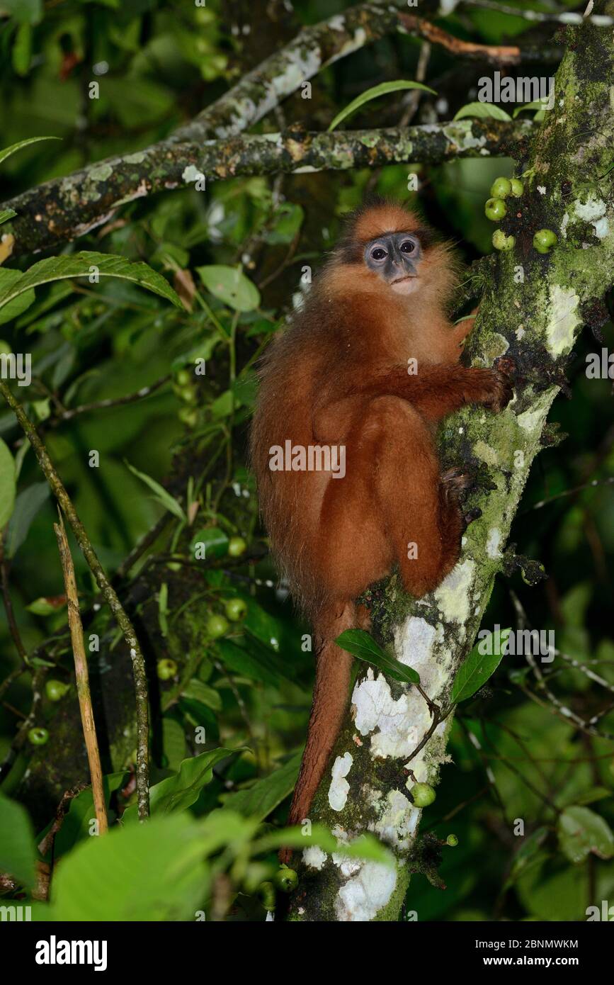 Sumatran surili / Mitred Leaf Monkey (Presbytis melalophus) Sumatra ...
