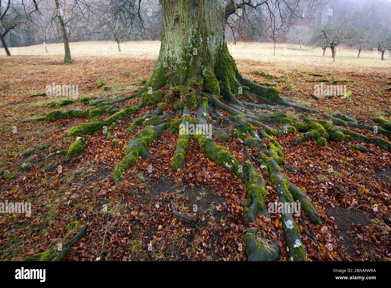 Seven linden trees hi-res stock photography and images - Alamy