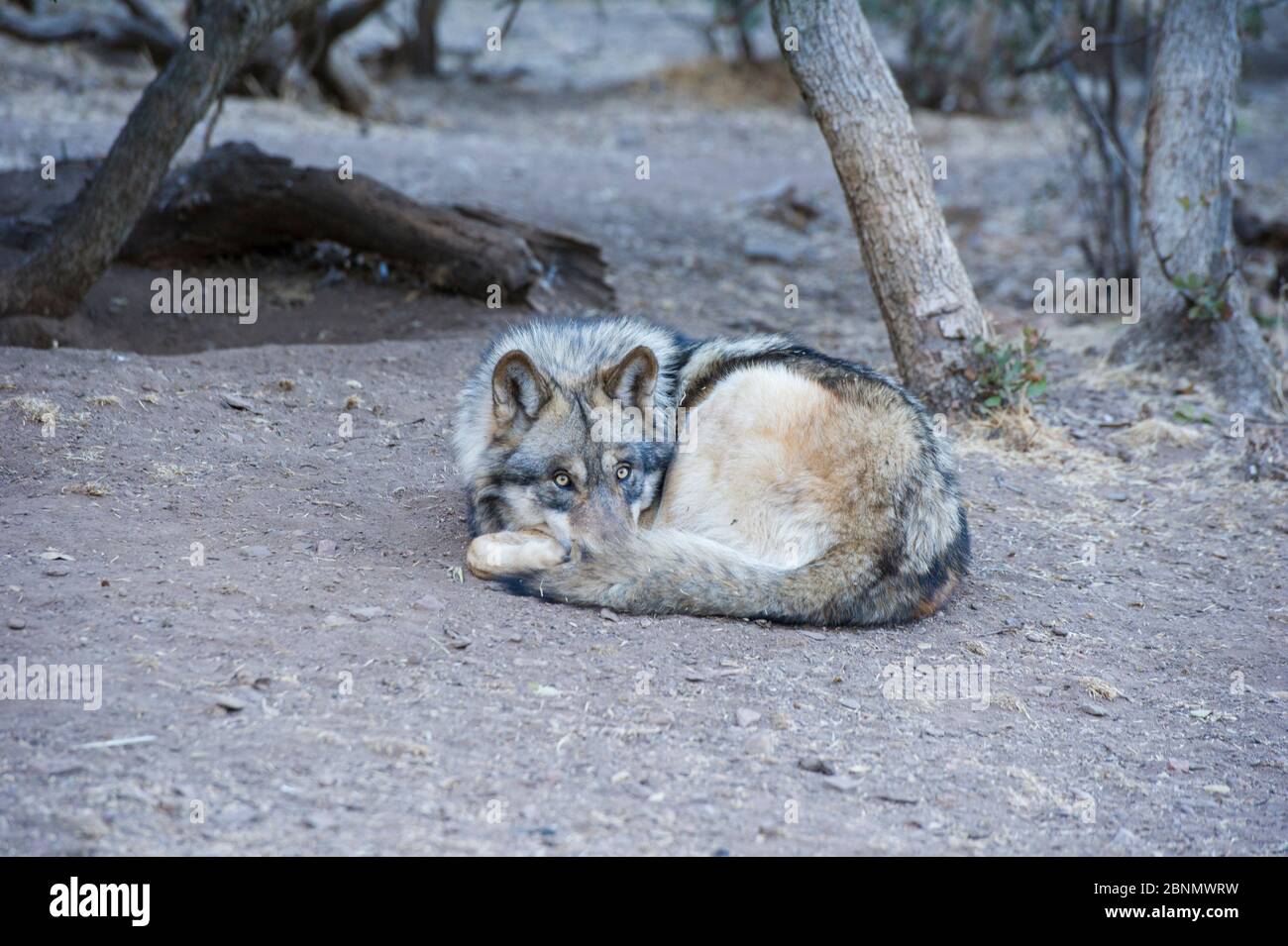 Arctic Grey wolf (Canis lupus linnaeus) curled up asleep, Calfiornia ...