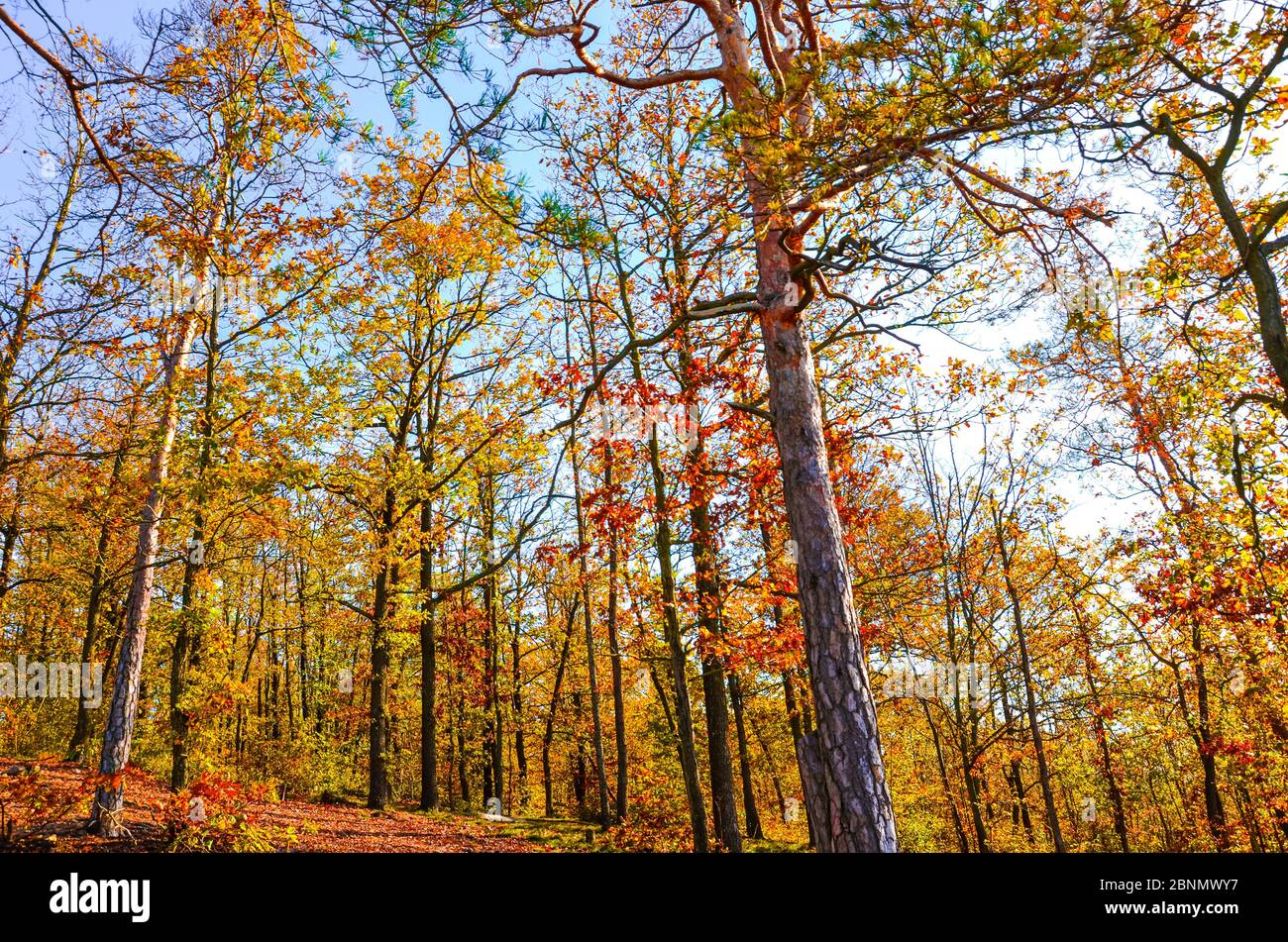 Horizontal photography of the autumn trees with colorful fall leaves ...