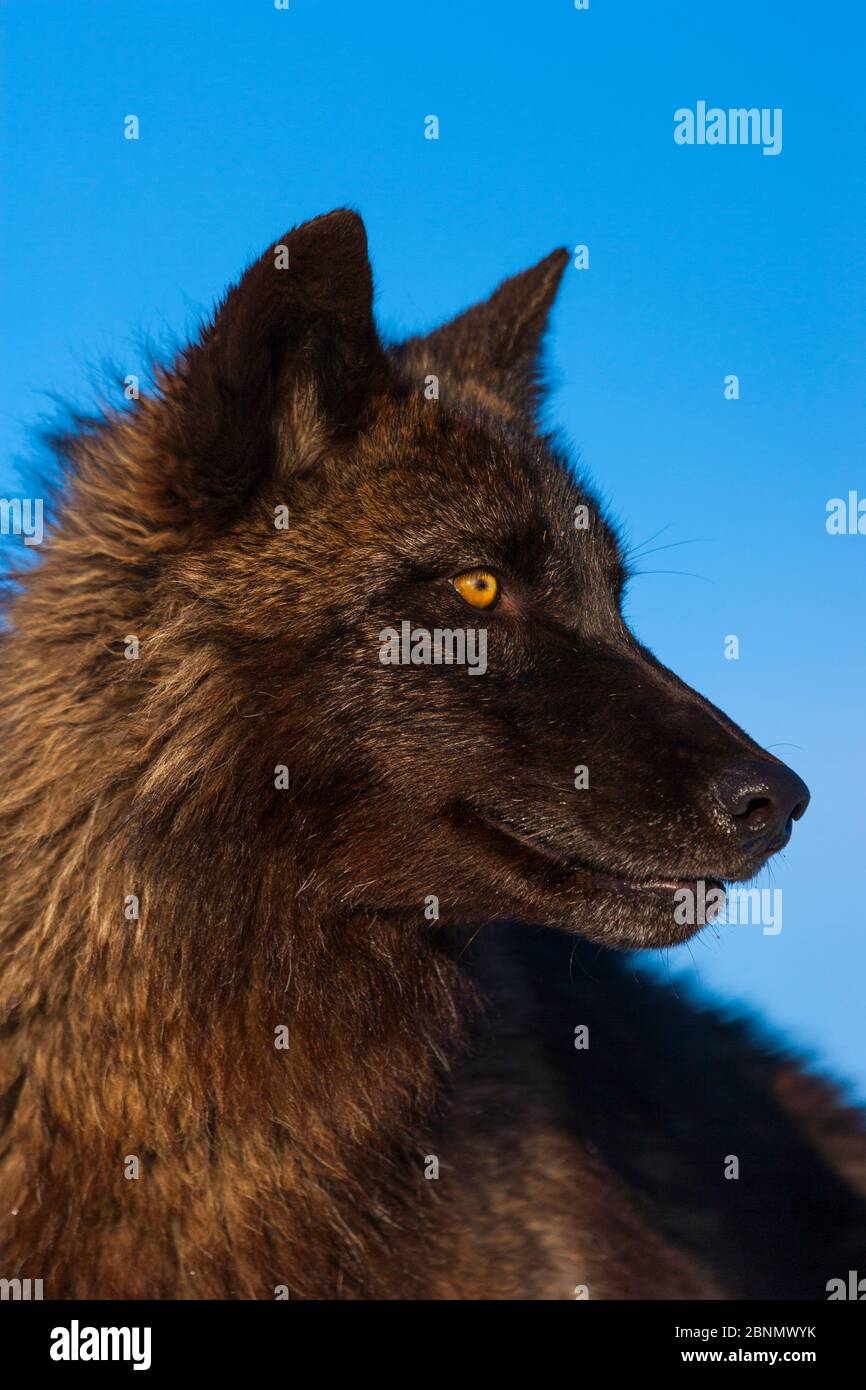 Melanistic Wolf