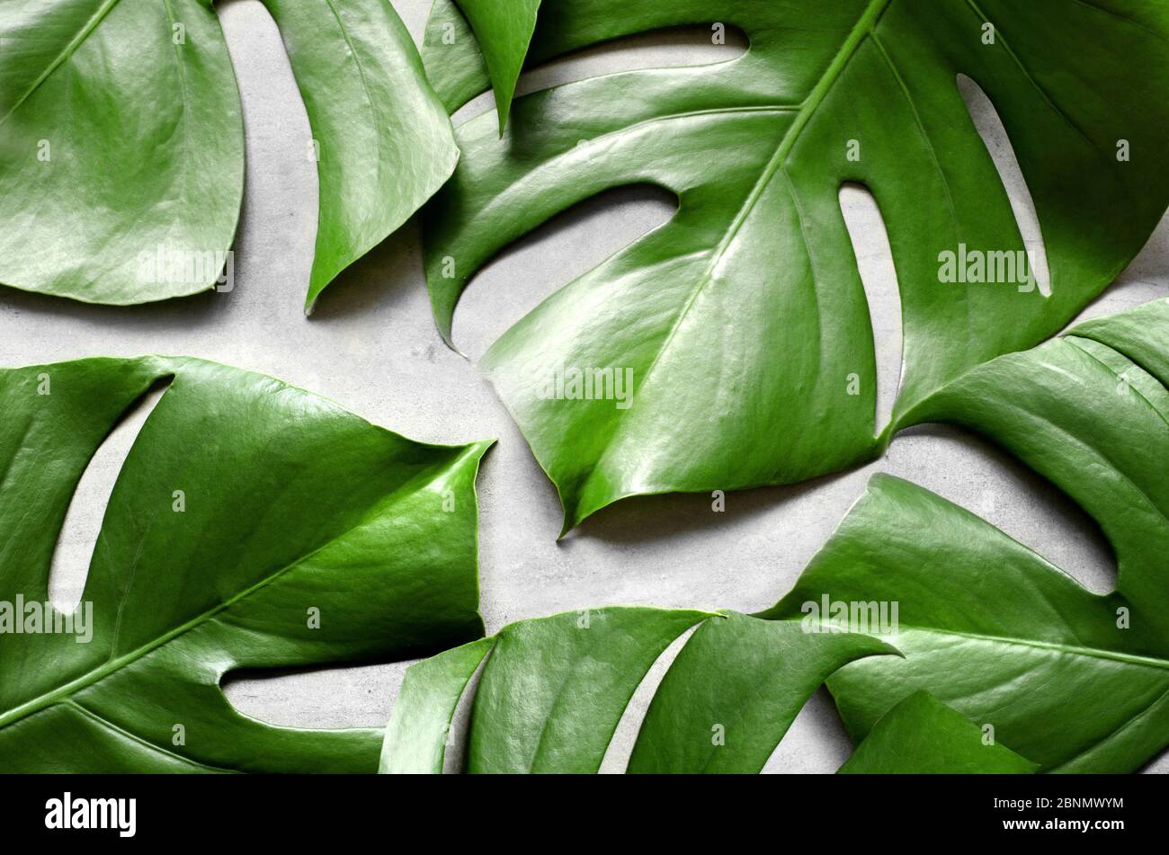 Monstera leaf on grey concrete background. View from above. Monstera ...