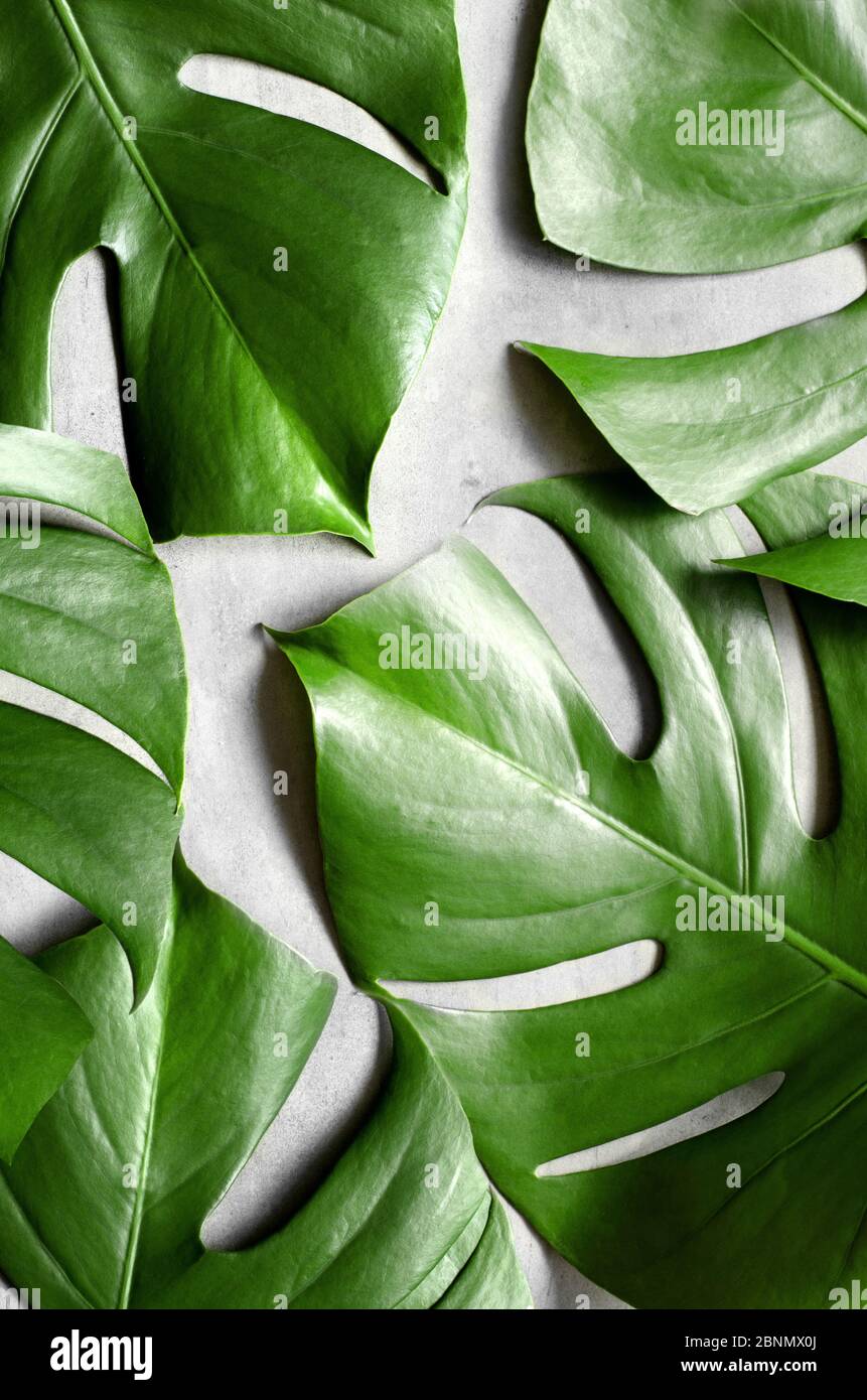 Monstera leaf on grey concrete background. View from above. Monstera ...