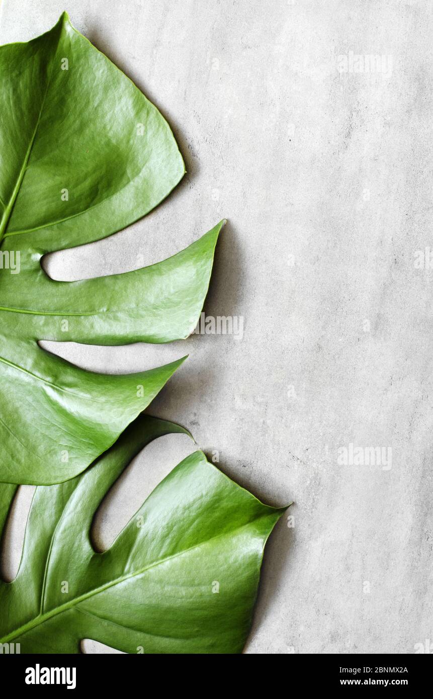 Monstera leaf on grey concrete background. View from above. Monstera ...