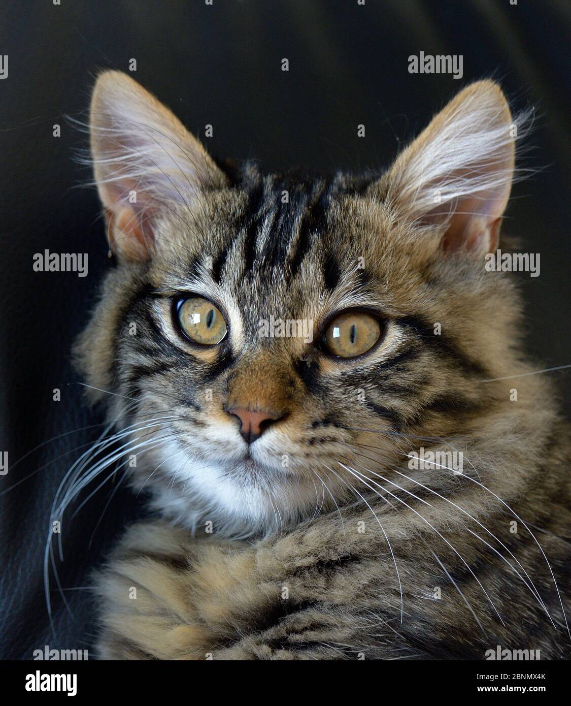 Domestic tabby cat head portrait, France Stock Photo - Alamy