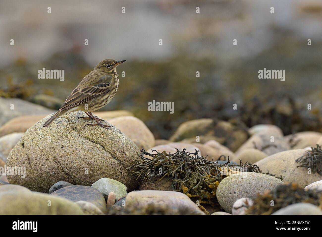 Eurasian rock pipit (Anthus petrosus) on a stone, Jura, Scotland, UK ...