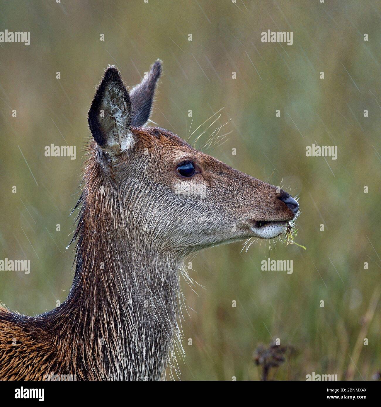 Red deer (Cervus elaphus) female doe portrait, Jura, Scotland, UK ...