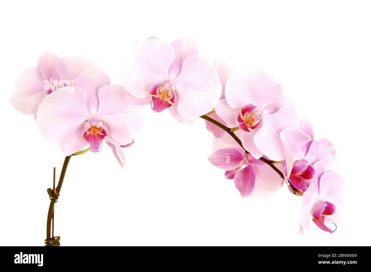 A stem of several beautiful orchid flowers isolated for white ...