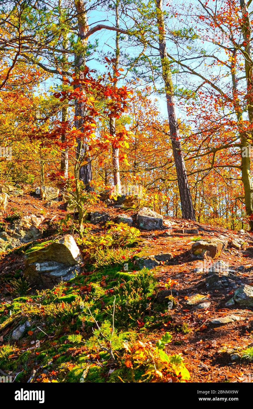 Sun shining on a beautiful colorful forest. Trees have amazing autumn ...