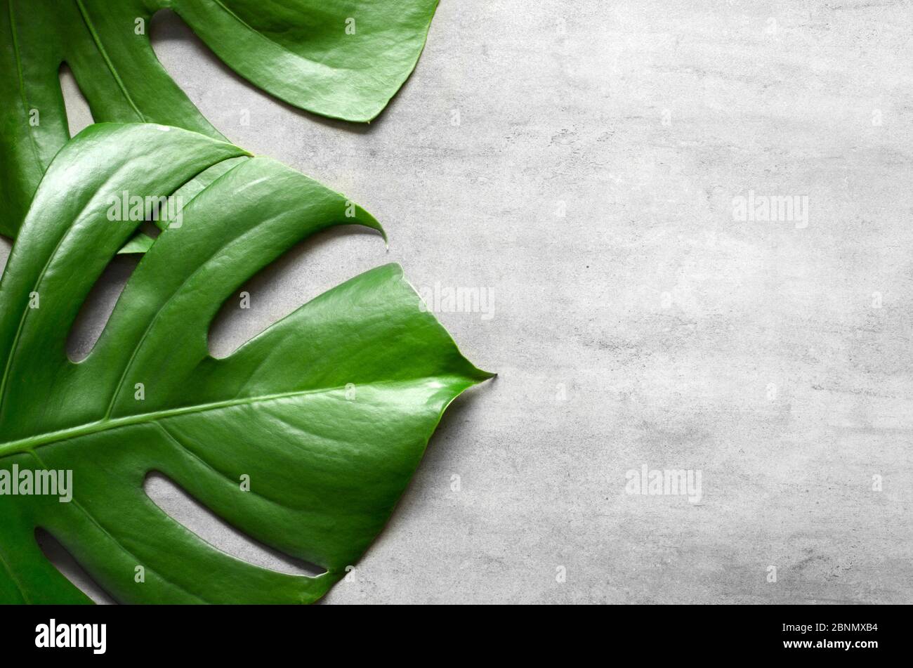 Monstera leaf on grey concrete background. View from above. Monstera ...