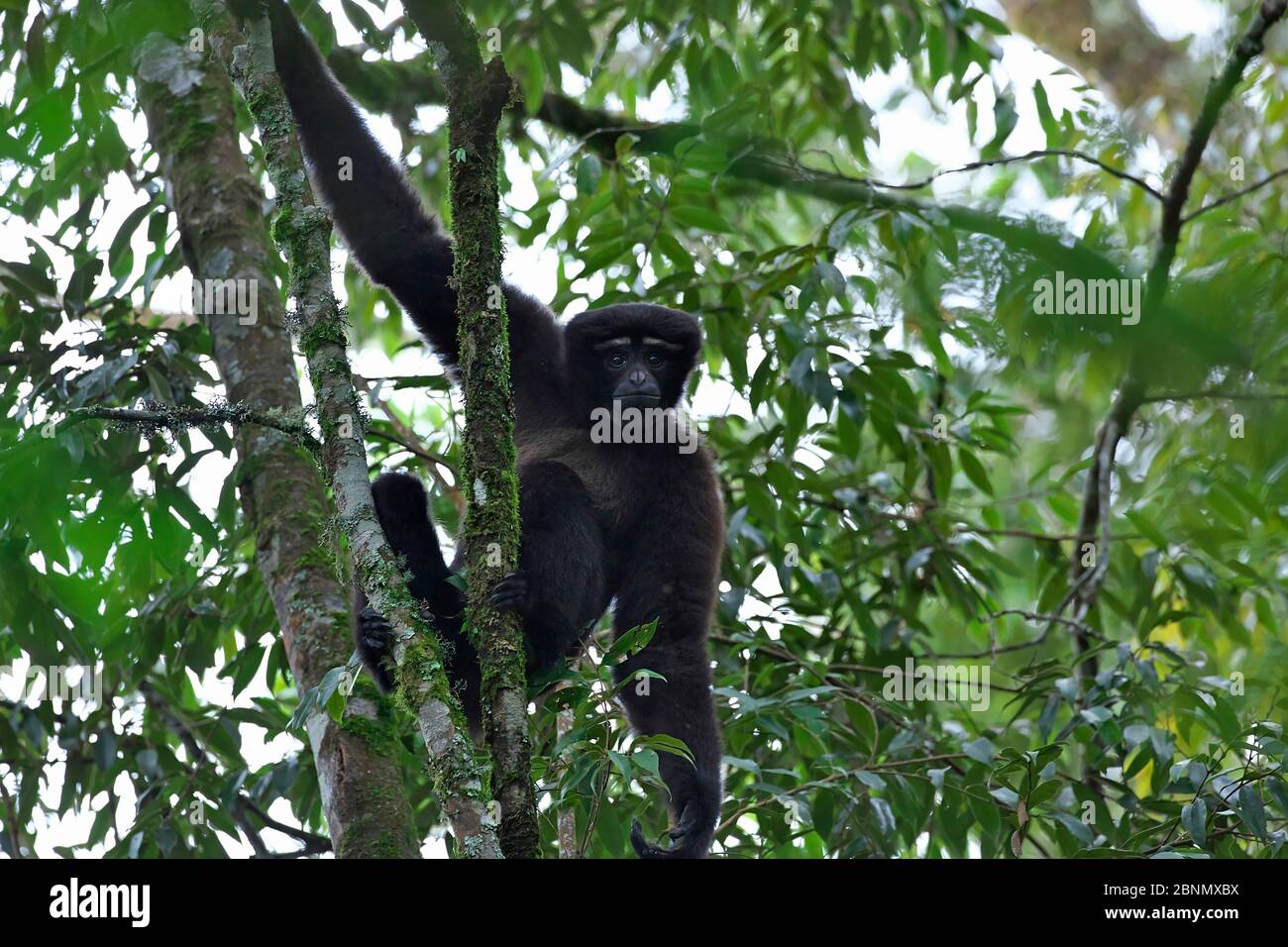 Skywalker hoolock gibbon (Hoolock tianxing) male, Yunnan Province ...