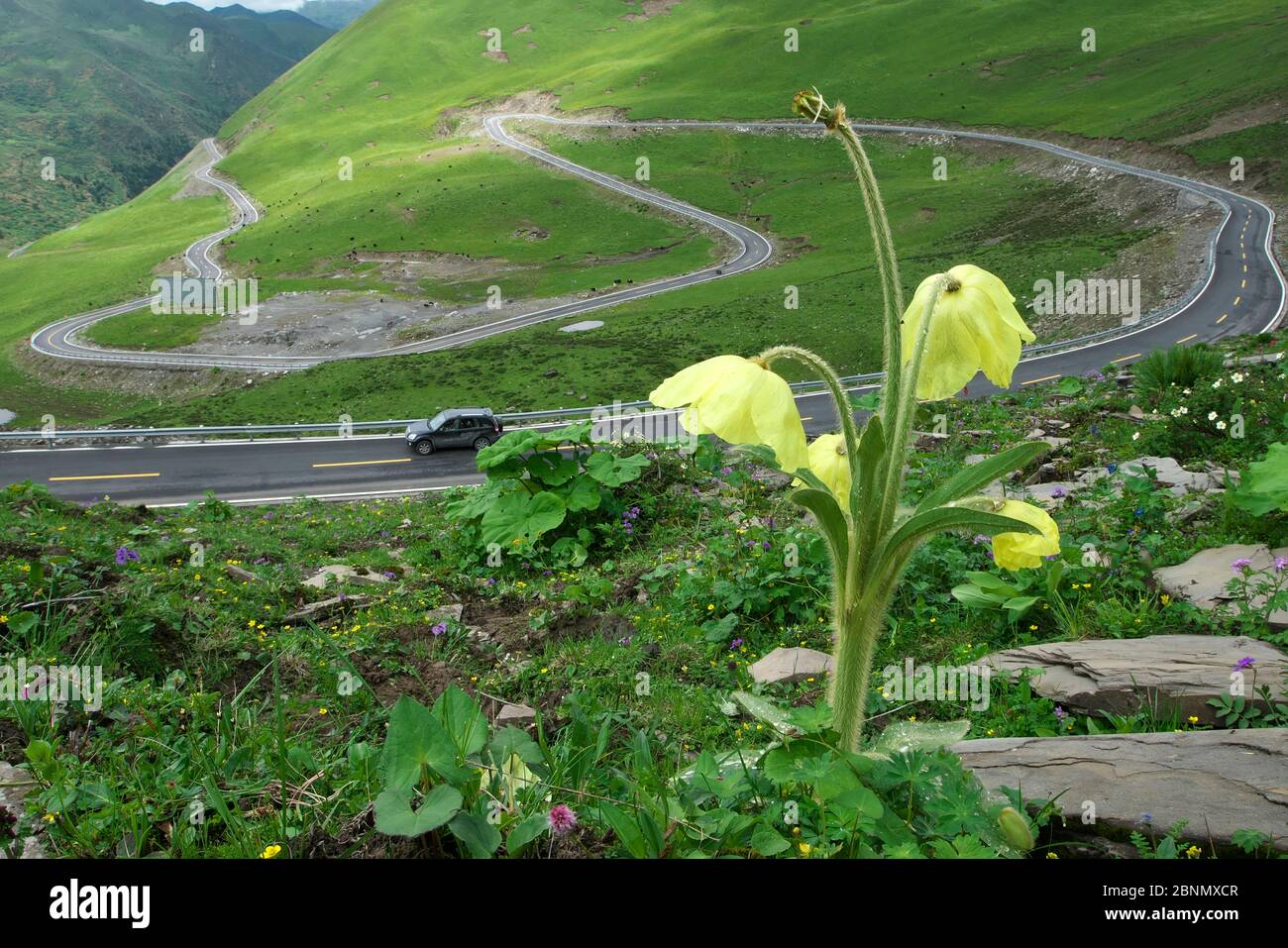 Poppy (Meconopsis integrifolia) Jiajinshan Mountain , Sichuan Province ...
