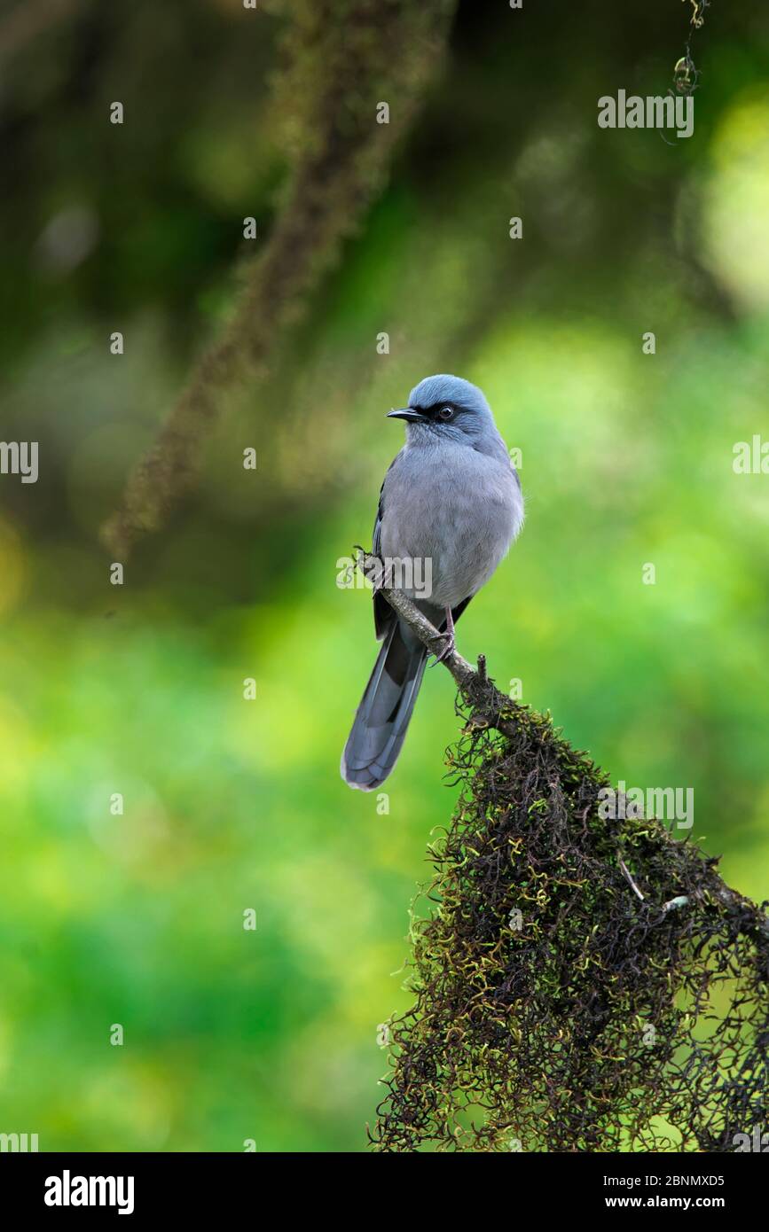 Beautiful sibia (Heterophasia pulchella) perched, Gaoligong Mountain National Nature Reserve ...