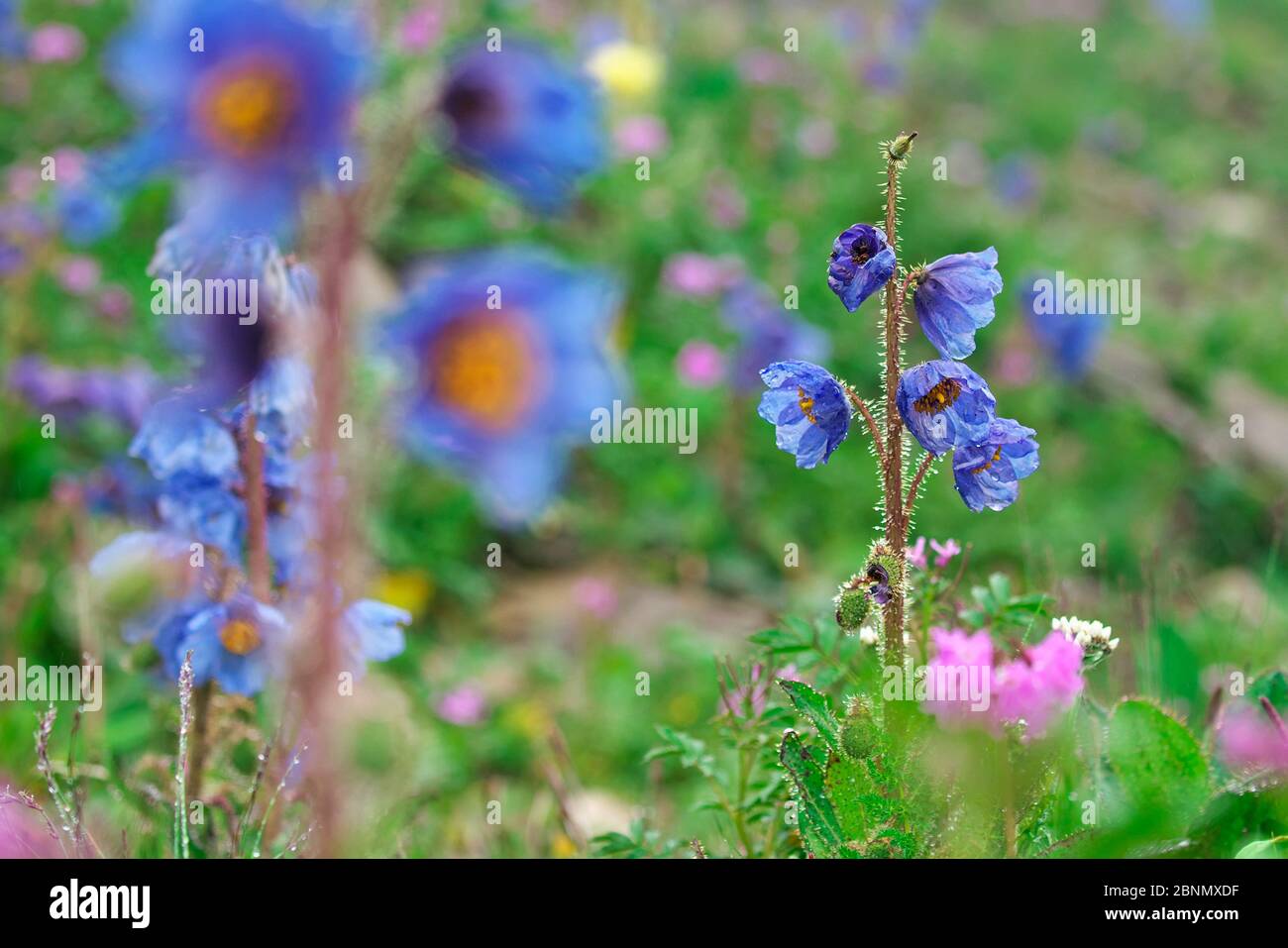 Blue poppy (Meconopsis balangensis) Balang Mountain, Wolong National ...
