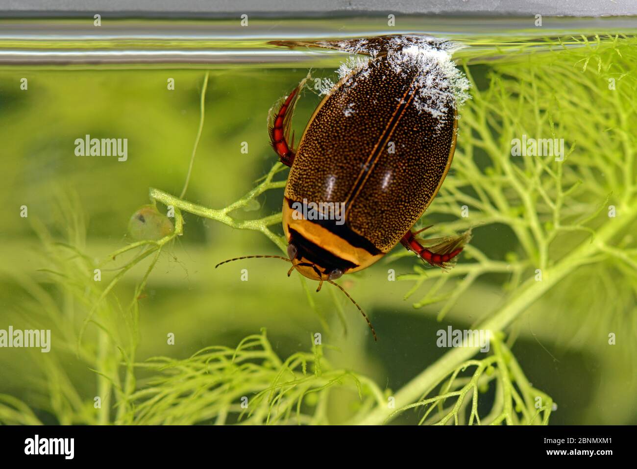 Diving beetle (Graphoderus cinereus) with Ciliates, Moccas Park ...