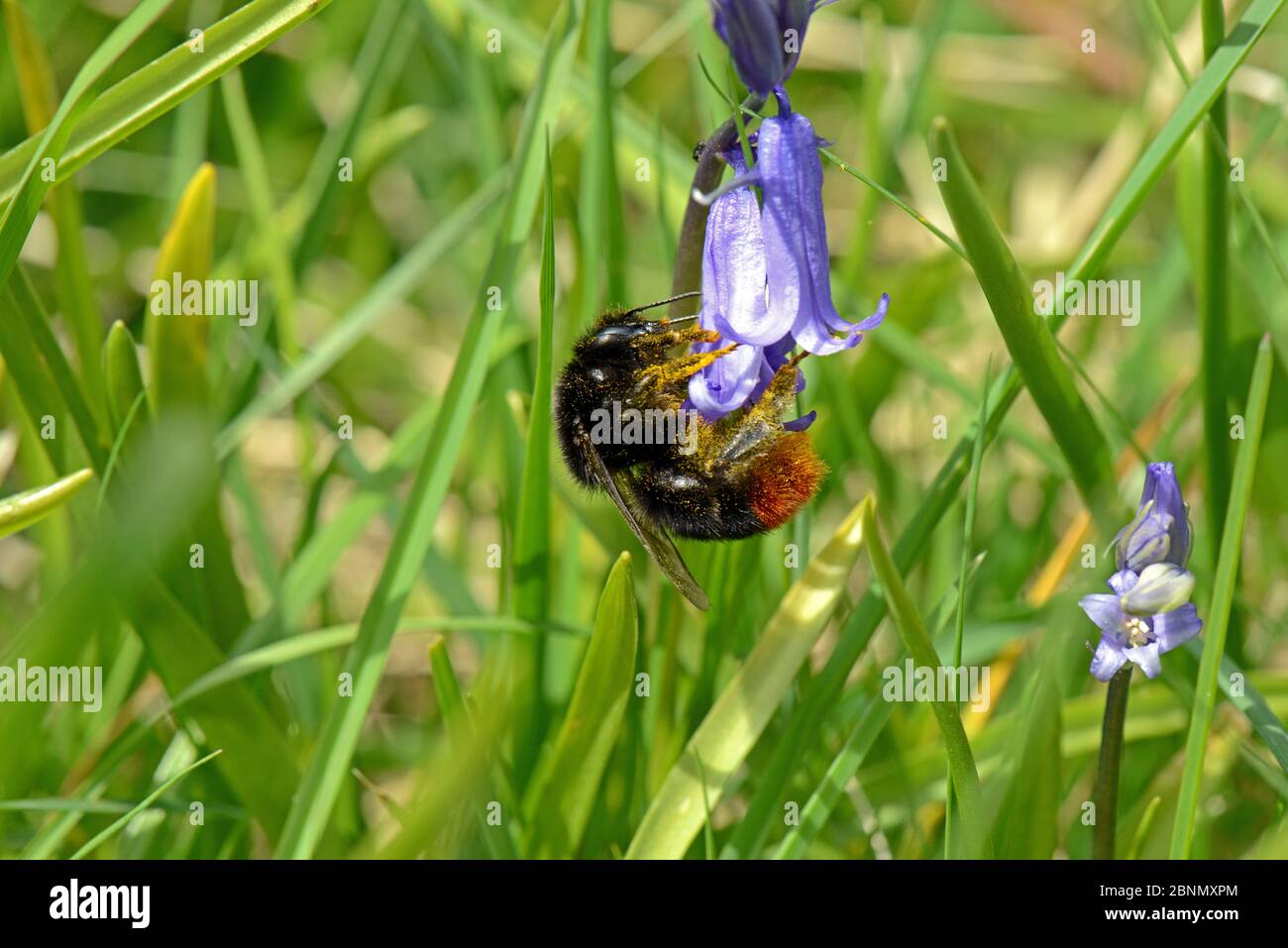 Red Tailed Bumblebee Queen Bombus Lapidarius Pollinating Bluebell