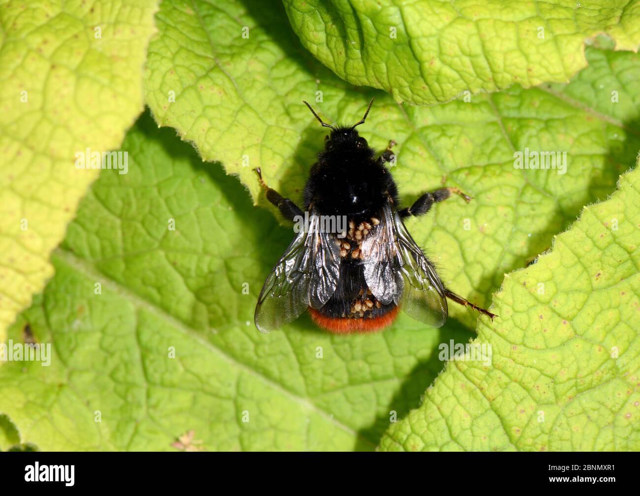 Red-tailed Bumblebee (Bombus lapidarius) queen with phorectic mites ...
