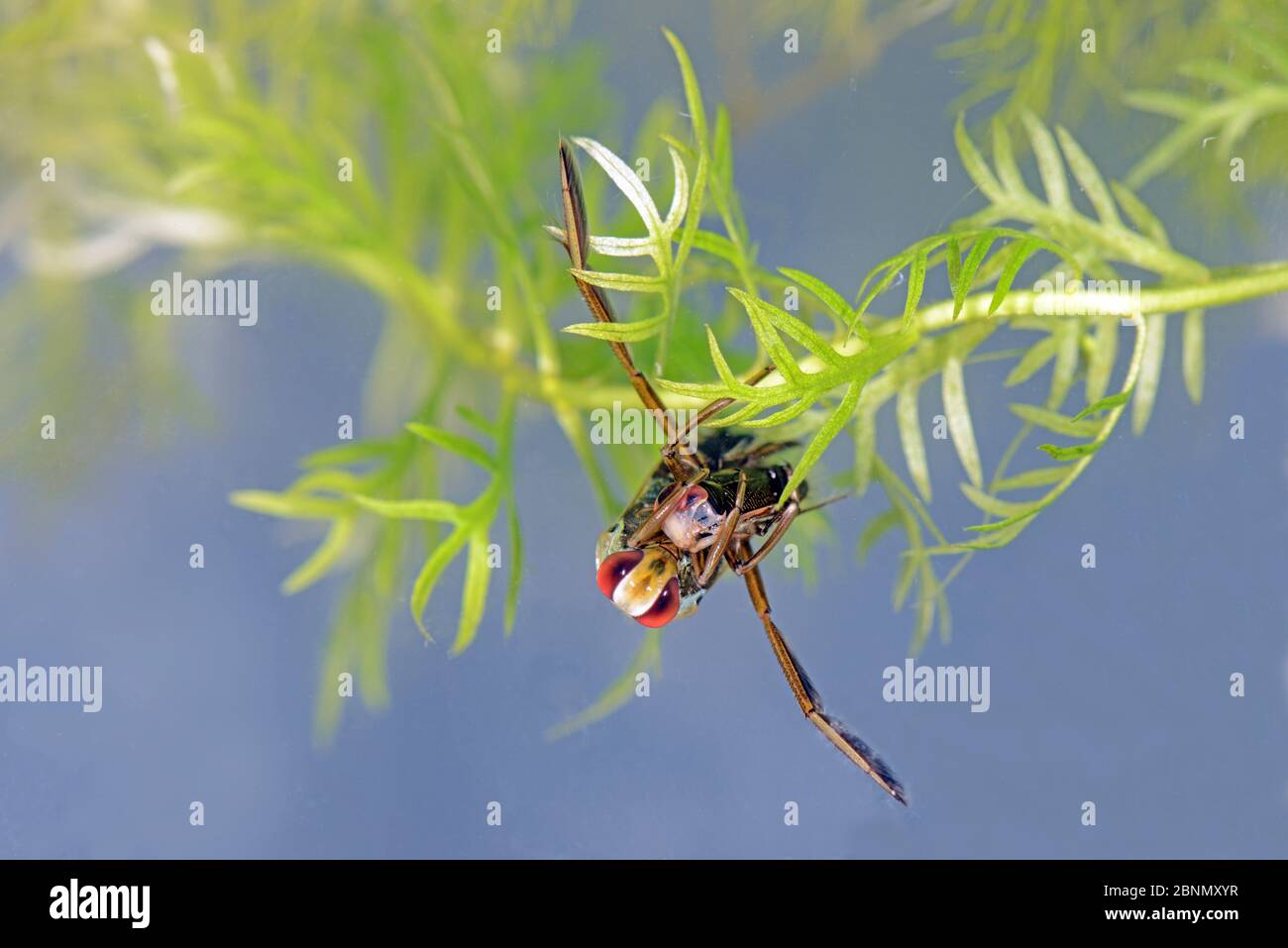 Common Backswimmer (Notonecta glauca) predating a lesser water boatman ...