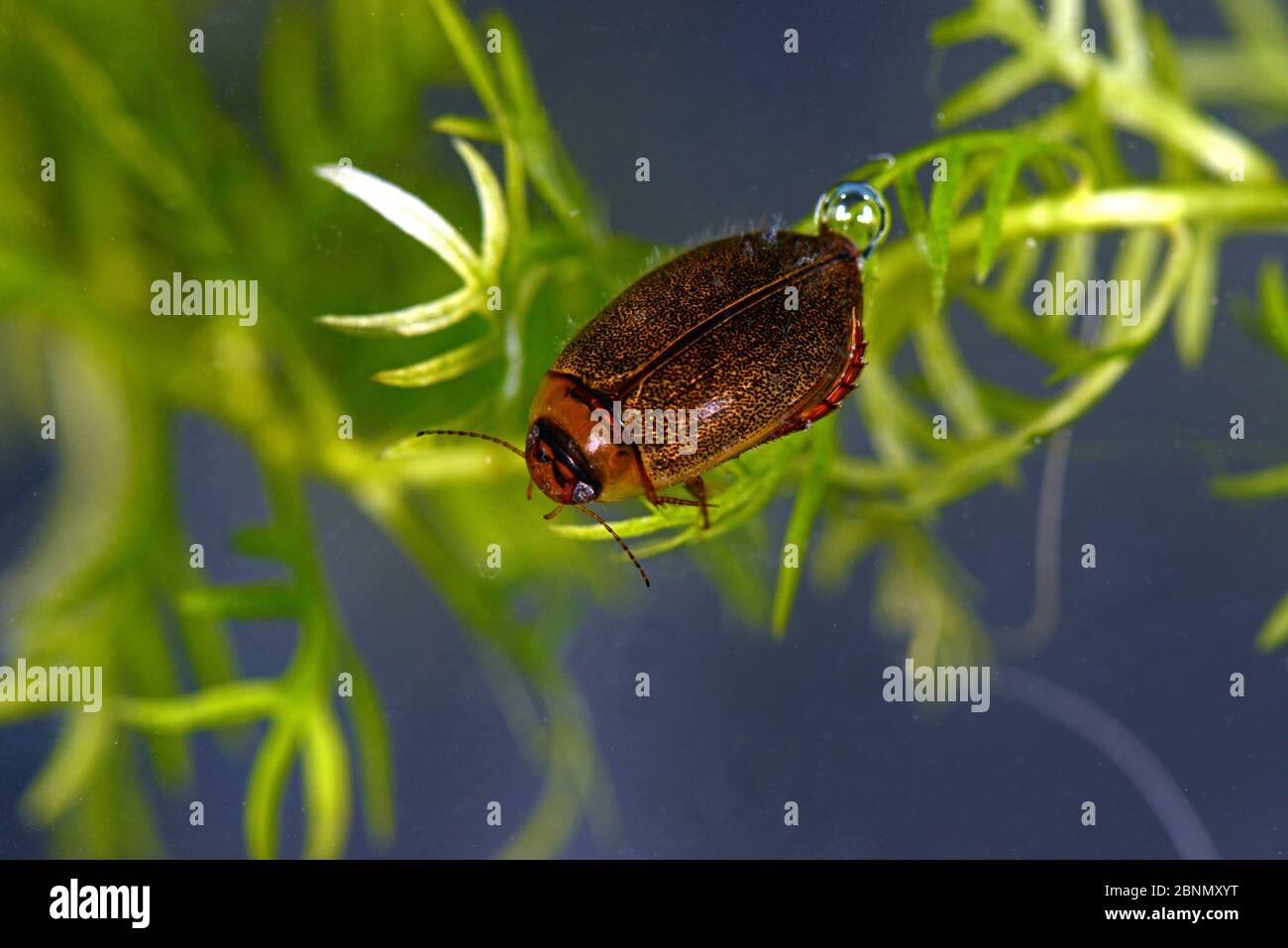 Moccas park national hi-res stock photography and images - Alamy