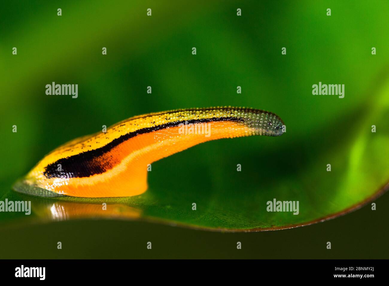 Tiger leech (Haemadipsa picta) in vegetation, Sabah, Borneo Stock Photo ...