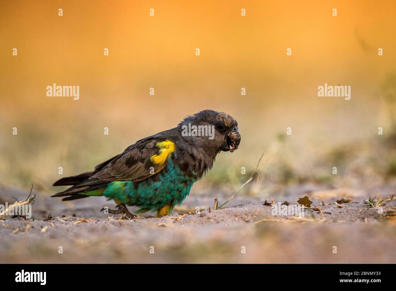 Meyer's parrot (Poicephalus meyeri) eating seeds on the ground ...