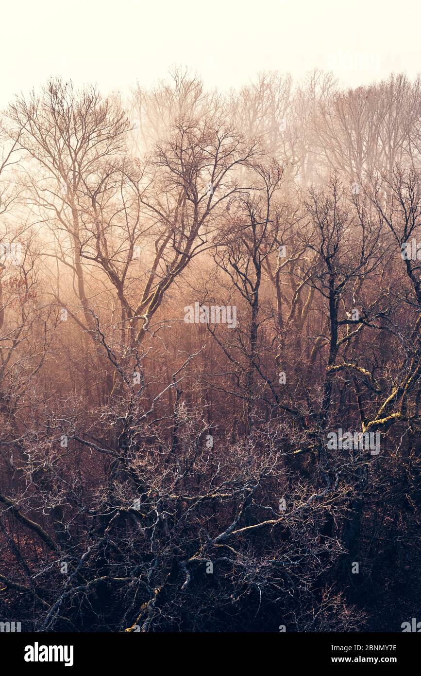 Europe, Germany, trees in the forest Stock Photo - Alamy