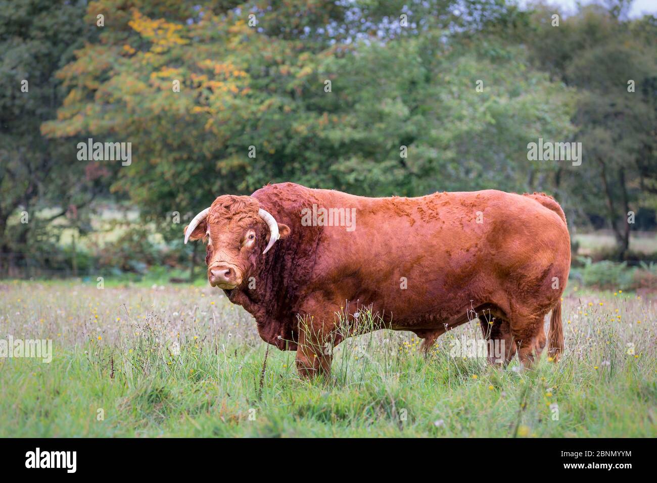 French Limousin breed bull. France Stock Photo - Alamy