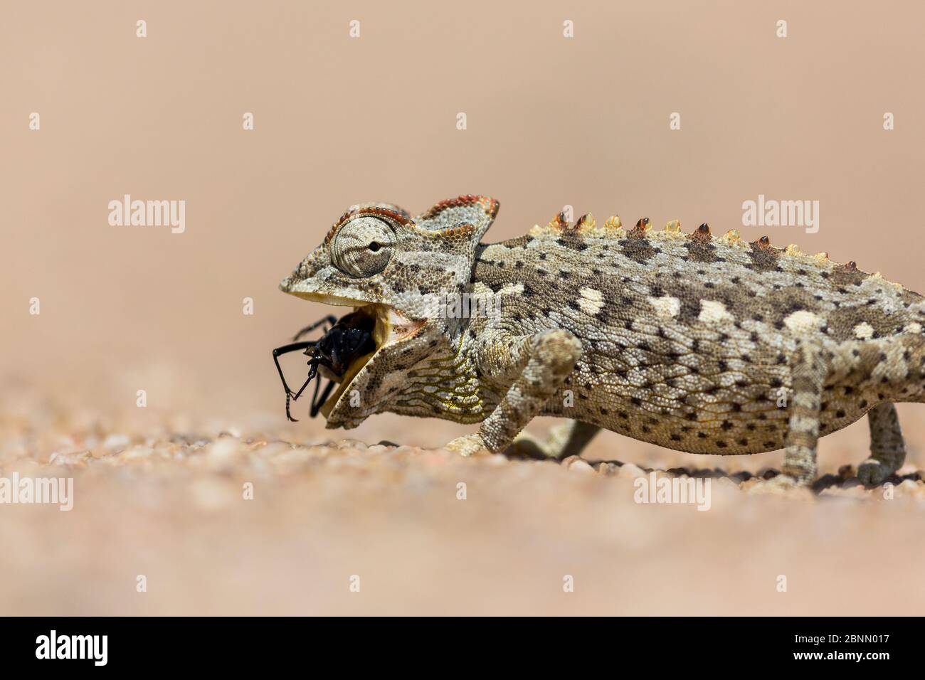 Chameleons chamaeleo namaquensis hi-res stock photography and images ...