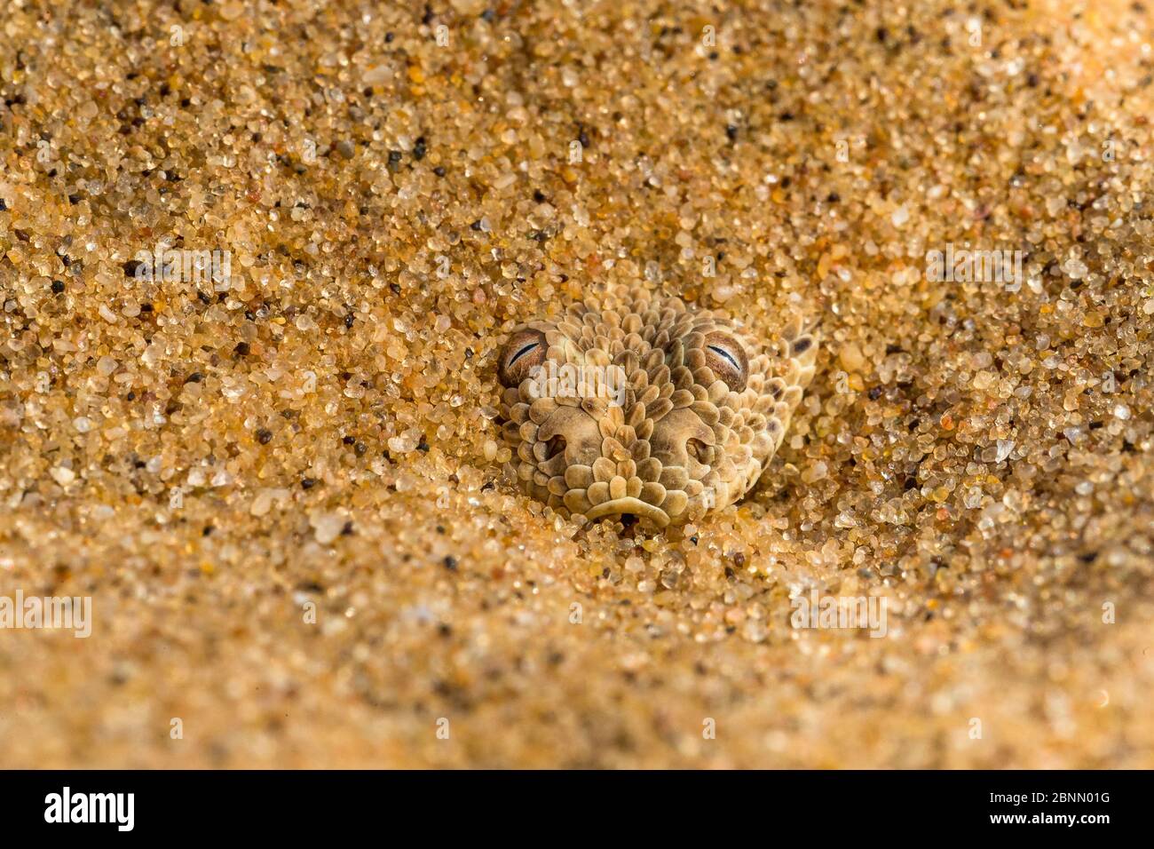 Peringuey's / Sidewinding adder (Bitis peringueyi) hiding in shallow ...
