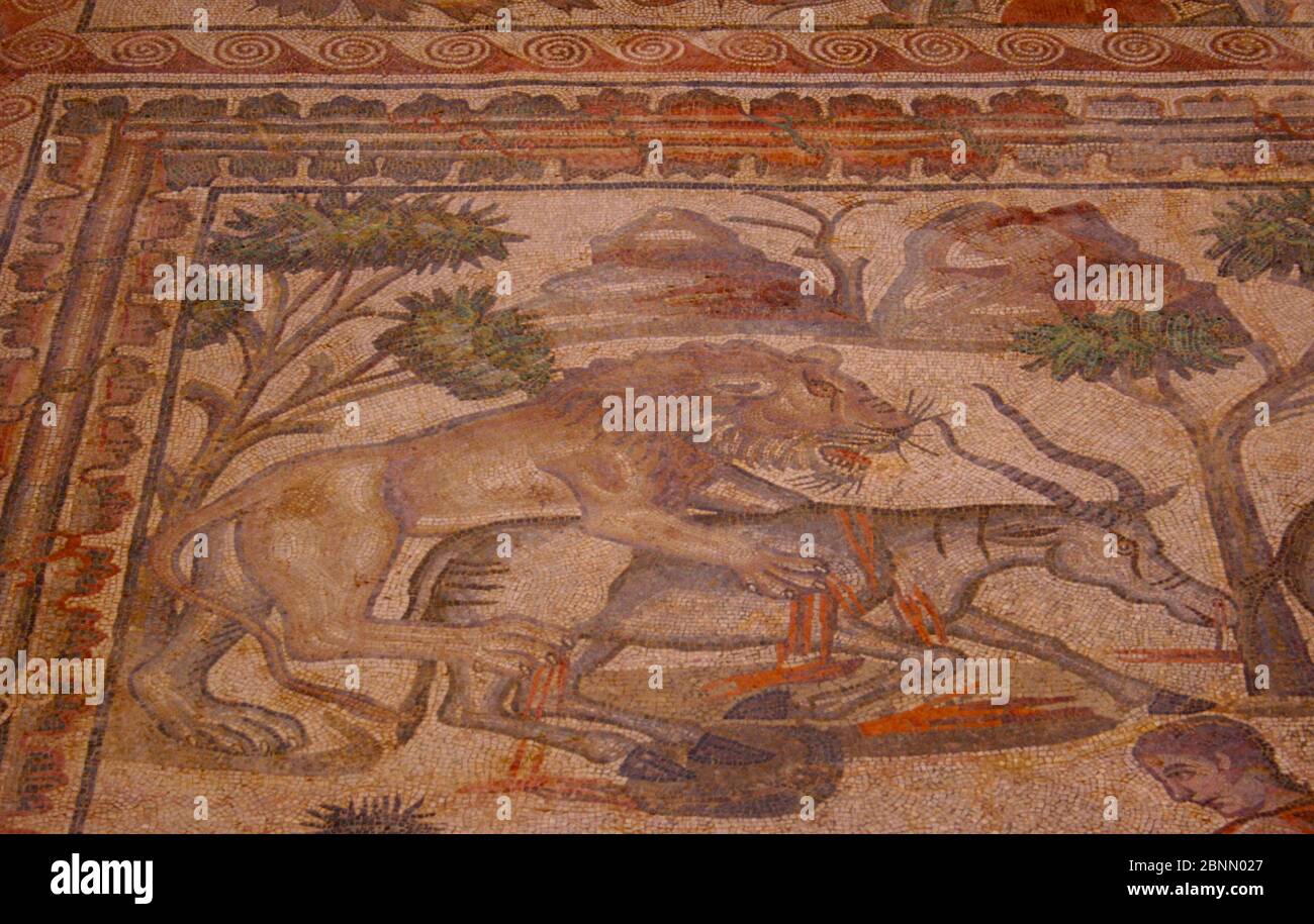Mosaic of the Oecus Caceria Colourful preserved mosaic with lion ...