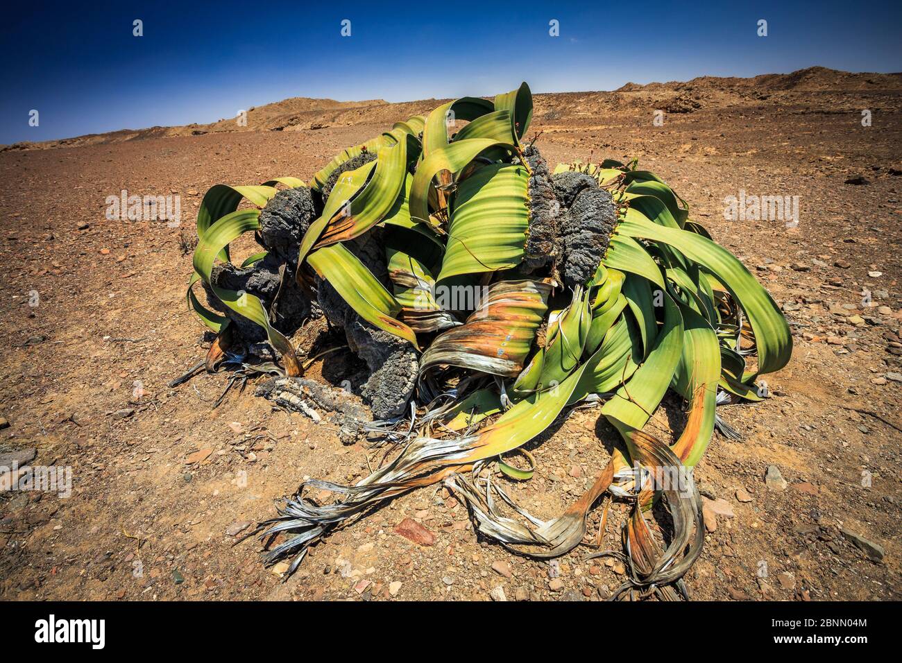 Welwitschia (Welwitschia mirabilis) endemic to Namibia, Namib Desert ...